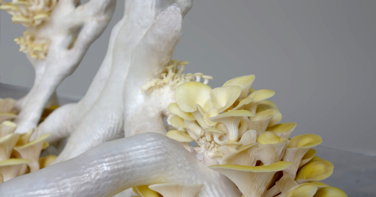 The Mycelium Project | KABK